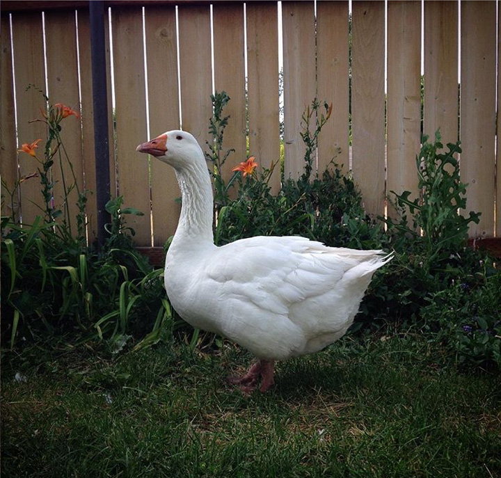 The Story of Joey Goose – Ducks and Clucks